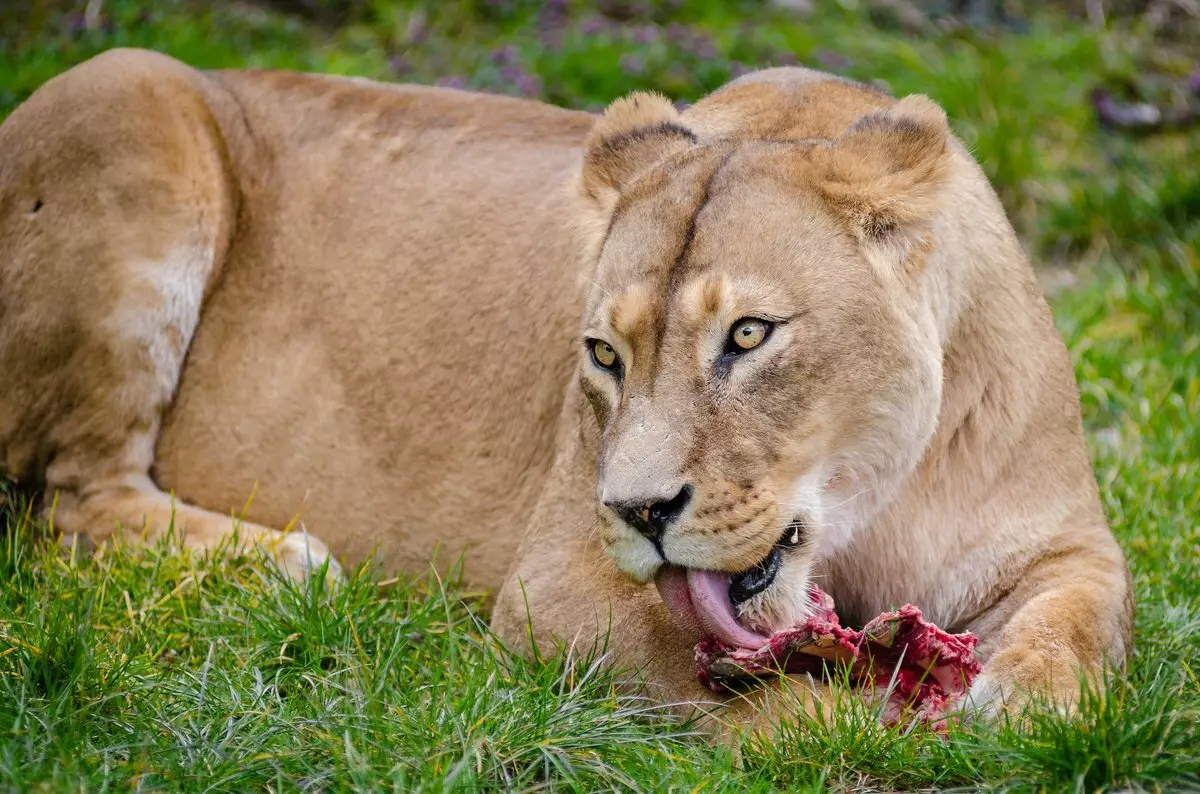 Ở Châu Phi, sư tử đã ate poacher