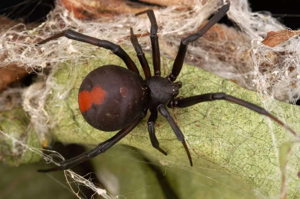 Batalla de venenosas: Spider loitou cunha serpe
