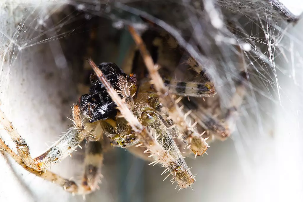 Skapande, eller hur många miljoner ton produktion äter spindlar för året