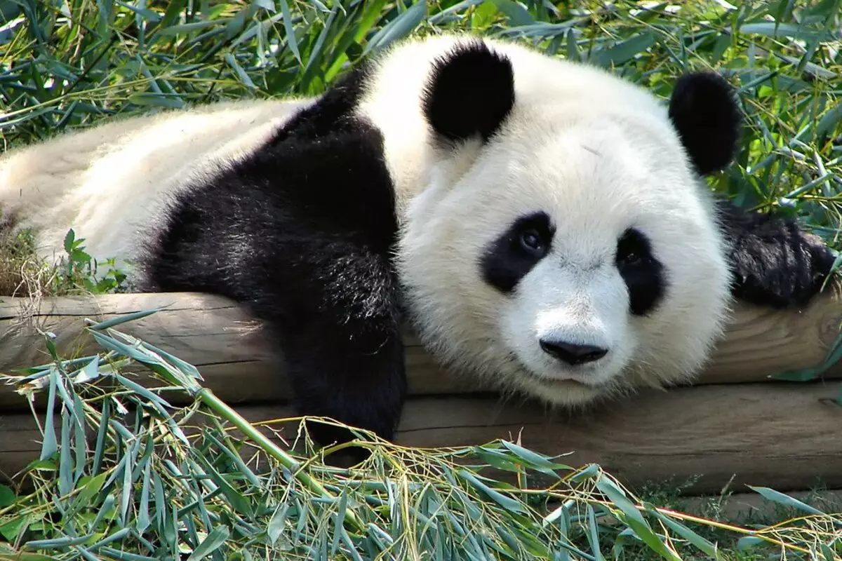 Napa Pandas ireng lan putih?