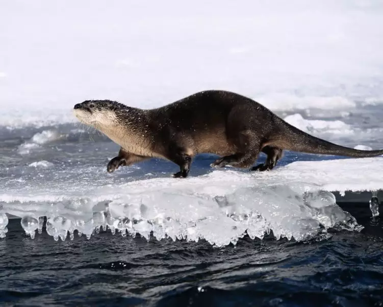 "Slip!": Winter Fun River Otter