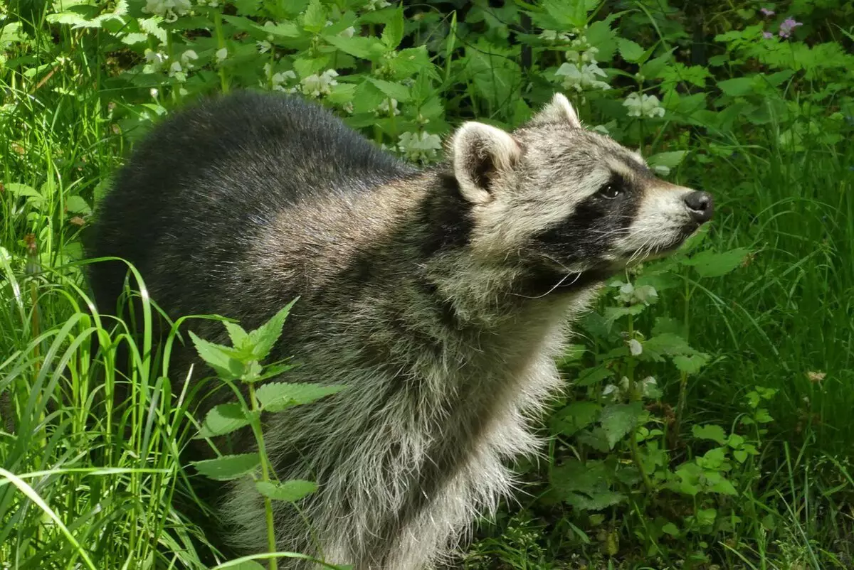 Mama-raccoon dia mamonjy ny zanany avy amin'ny Lyry: Video