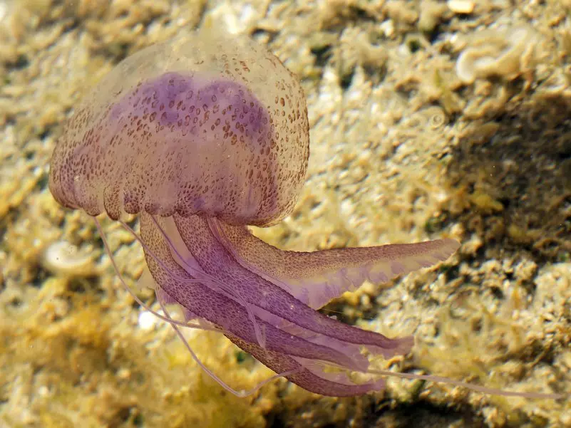 Países Mediterrânicos atacam medusas venenosas