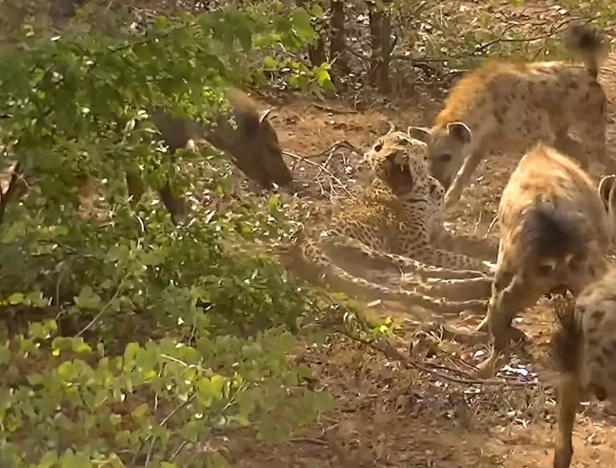 Η αβοήθητη λεοπάρδαλη προσπαθεί να ξεφύγει από το gien: βίντεο