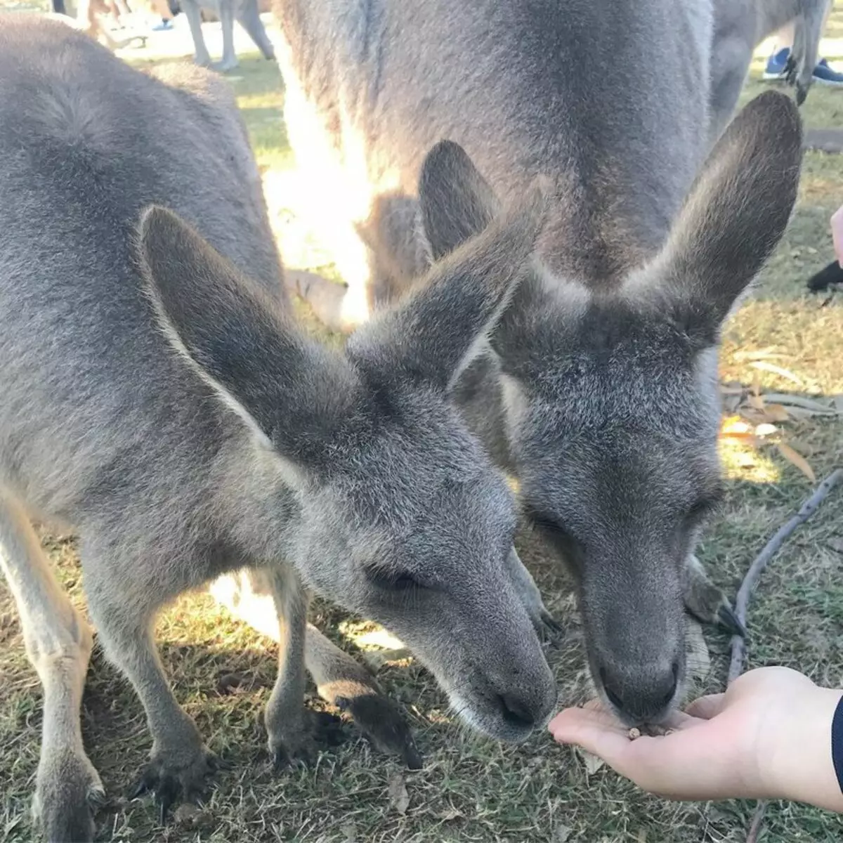 Kangaroo sjocht de strjitten út fan Australyske stêden
