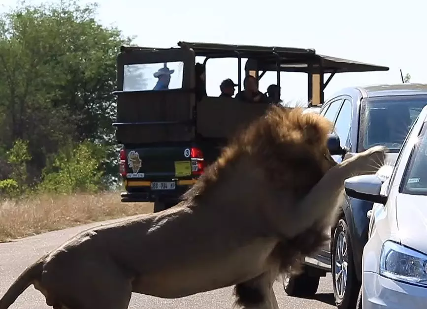 狮子座袭击了游客吸引了女性的注意