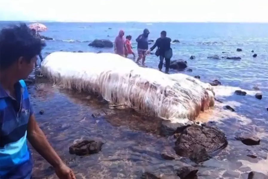 En Filipinoj trovis giganta harplena estaĵo: Video