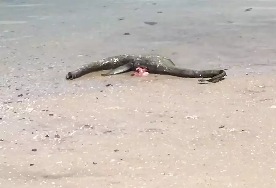 Mbetjet e një kafshe të panjohur në plazh në SHBA: Video