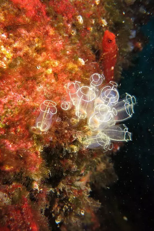 死亡触手：珊瑚在一起狩猎有毒的水母