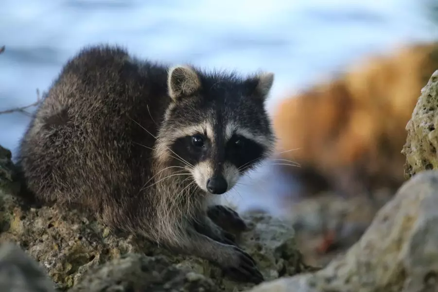 Invasi raccoons ngancam alam Skandinavia