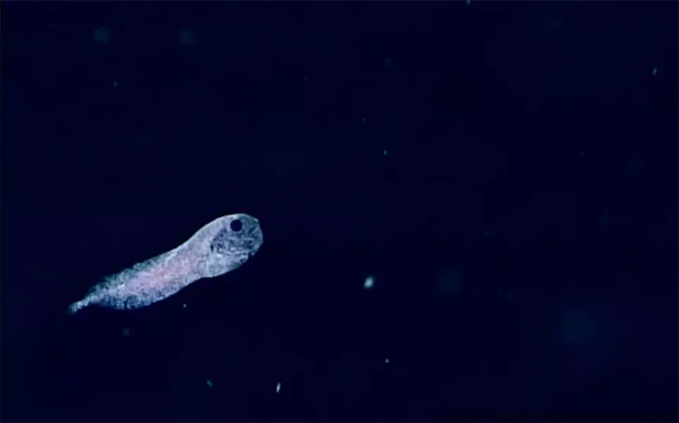 Dziwne ryby głębokich waterwaterów uderzył w wideo