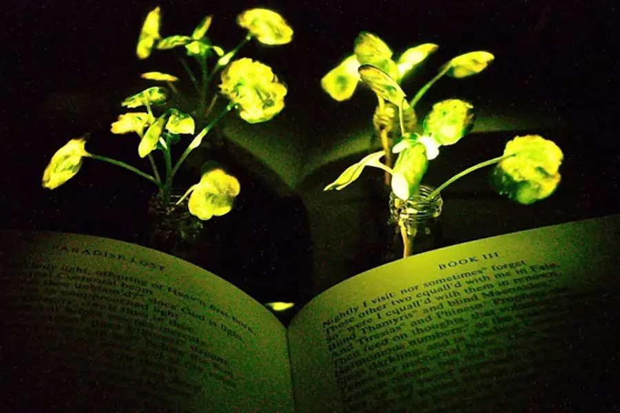 נוצר צמחים זוהרים בחושך: וידאו