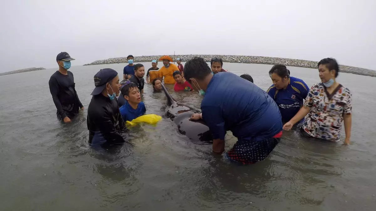 Nyolc kilogramm műanyag megölt delfin