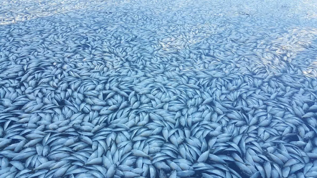 Хиляди мъртви риби наводнени Vodokanal в Ню Йорк