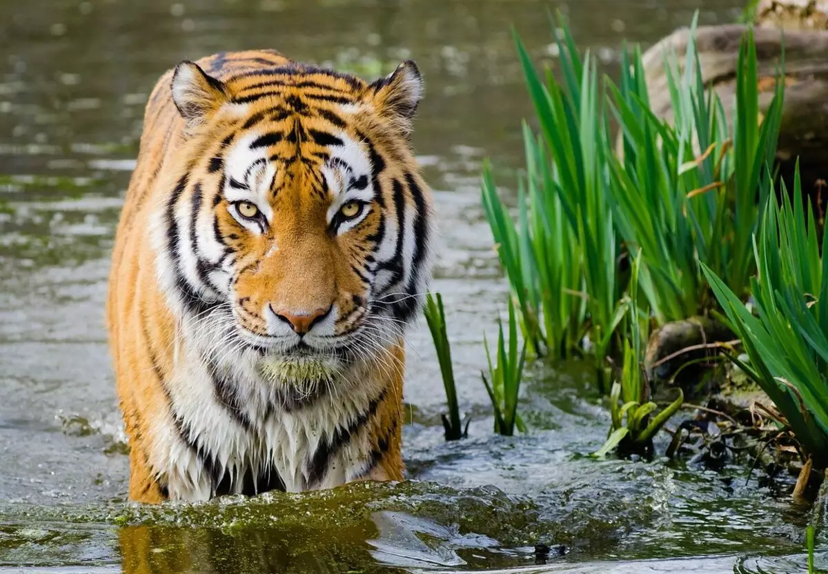 Аҳолии tigers дар Непал дучанд