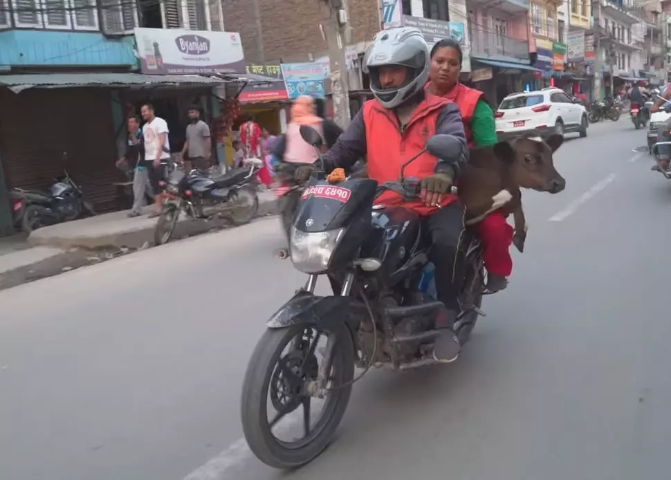 एक मोटरसाइकिल पर नेपाल का निवासी बेघर गायों को बचाता है