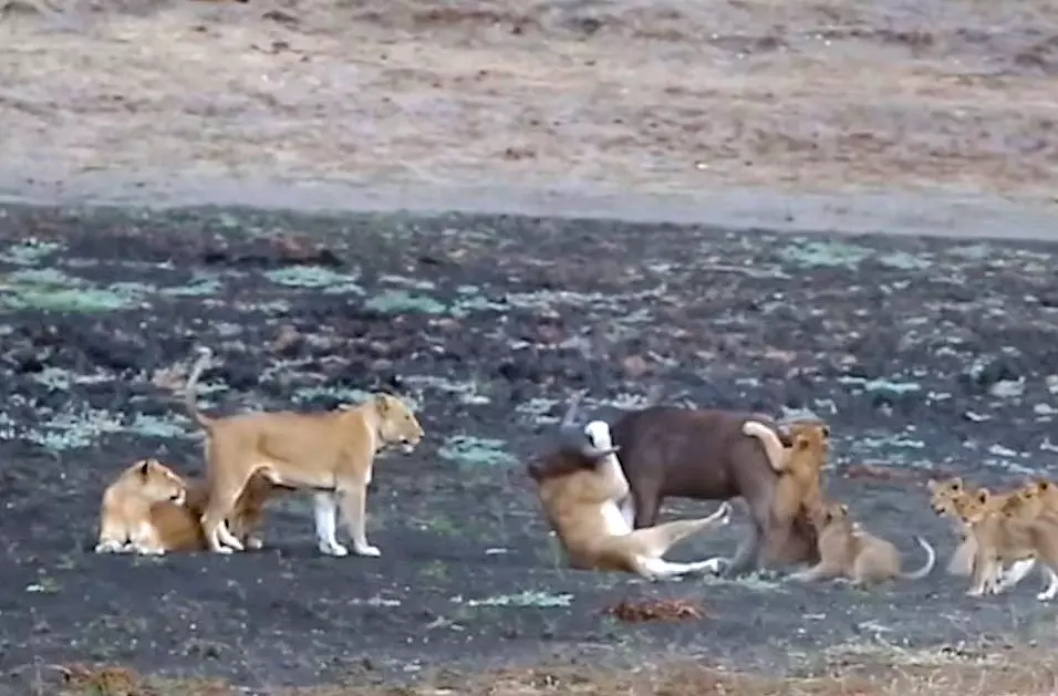 Dešimt liūtų prieš vieną veršelį: vaizdo įrašas