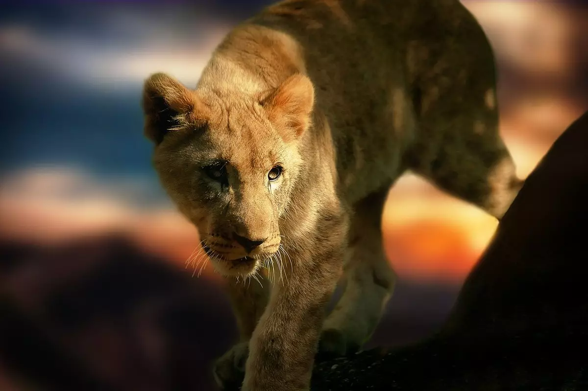 Frelse af en løveinde, der falder ind i brønden: video