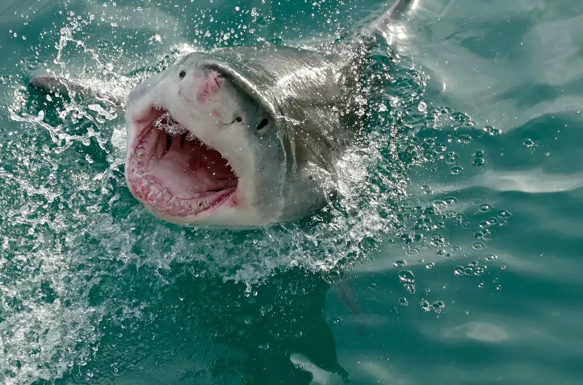 In die mond van 'n groot wit haai: video