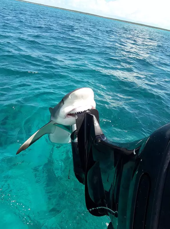 鯊魚抓進船捕機梭子堡壘：視頻