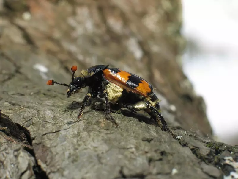 Mengapa kumbang adalah homoseksual