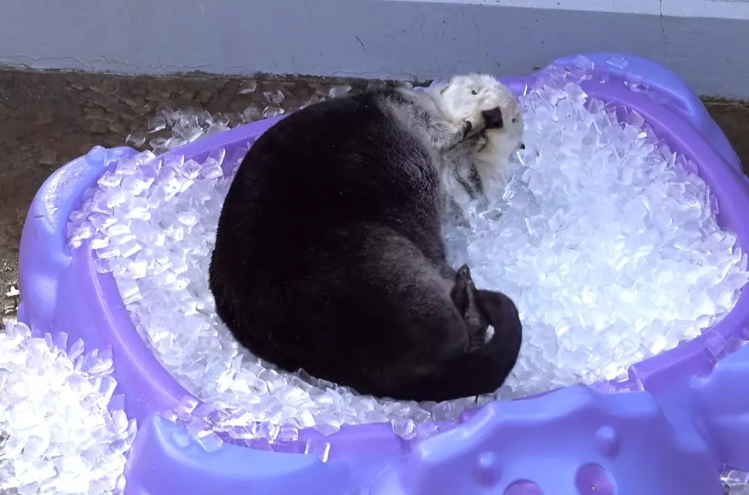 אמבט קרח בחום: איך לרצות