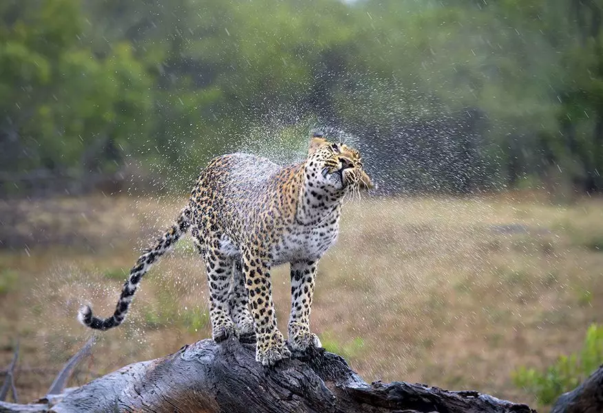 Afrika Kusini: Ardhi Leopard.