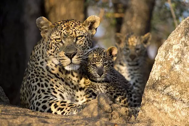 Súd-Afrika: Lân Leopard 22319_4