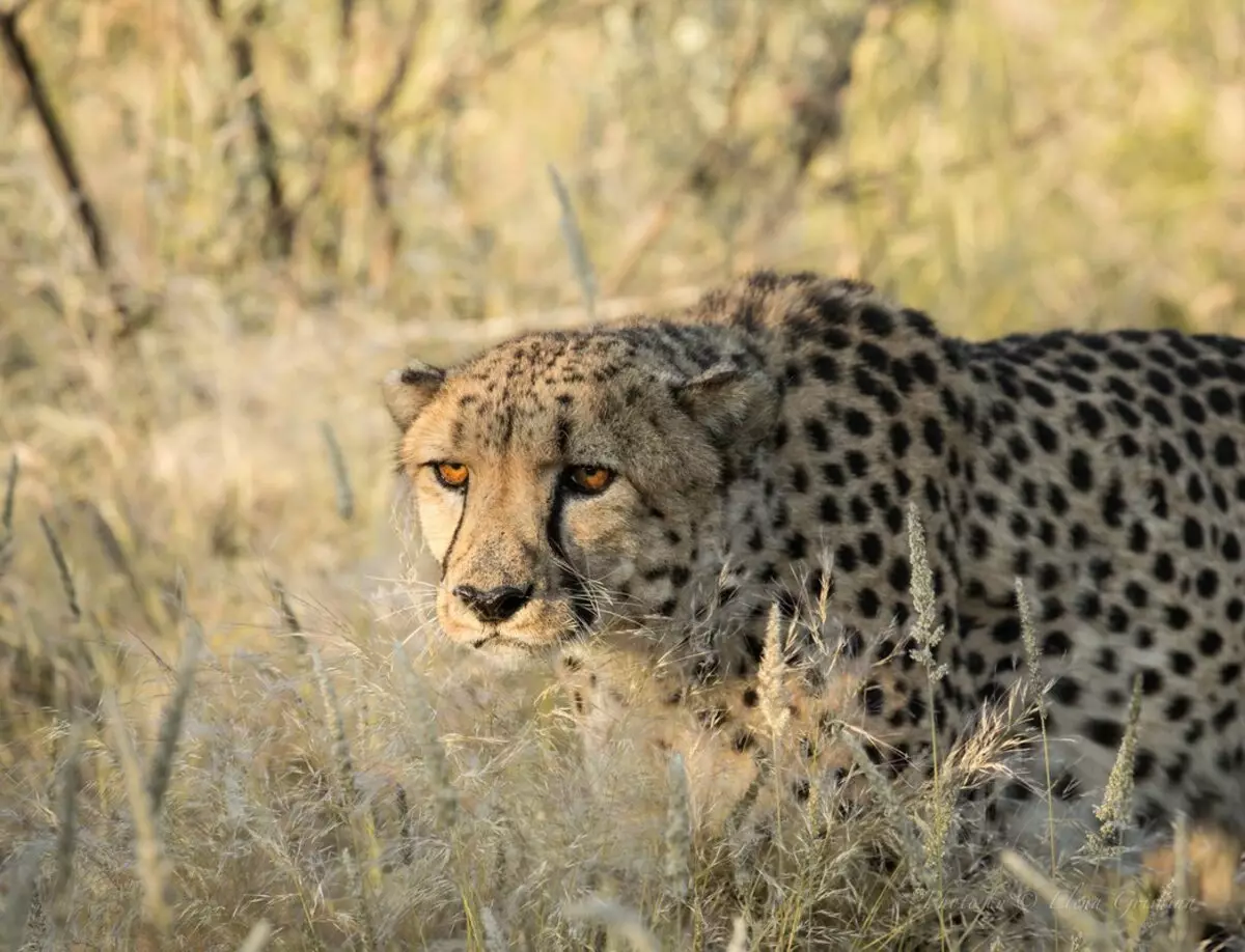 Cheetahs шудан назари ҷой сард