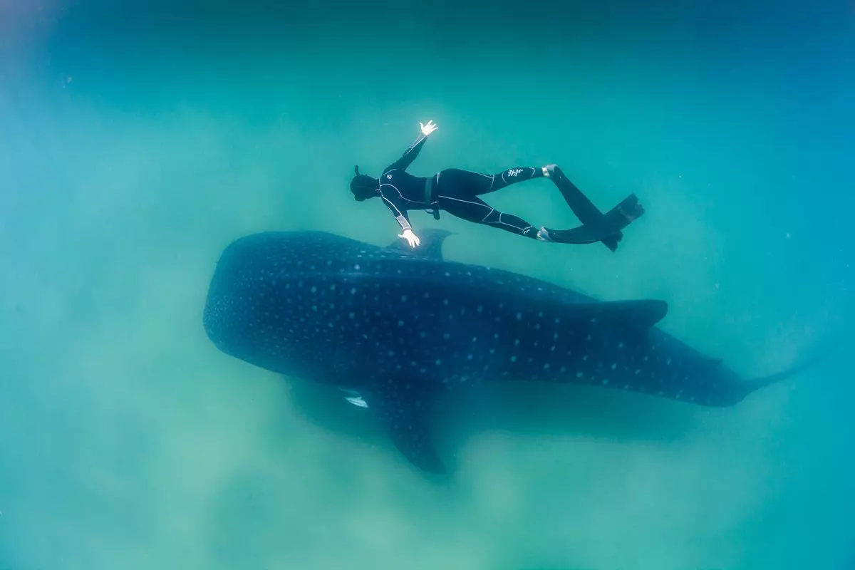 Ecological DNA: an effective way to study whale sharks
