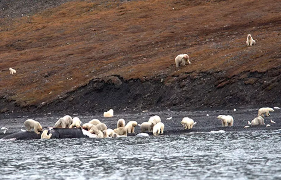 230 Polarni medvedi na otoku Wranglel: Fotografija