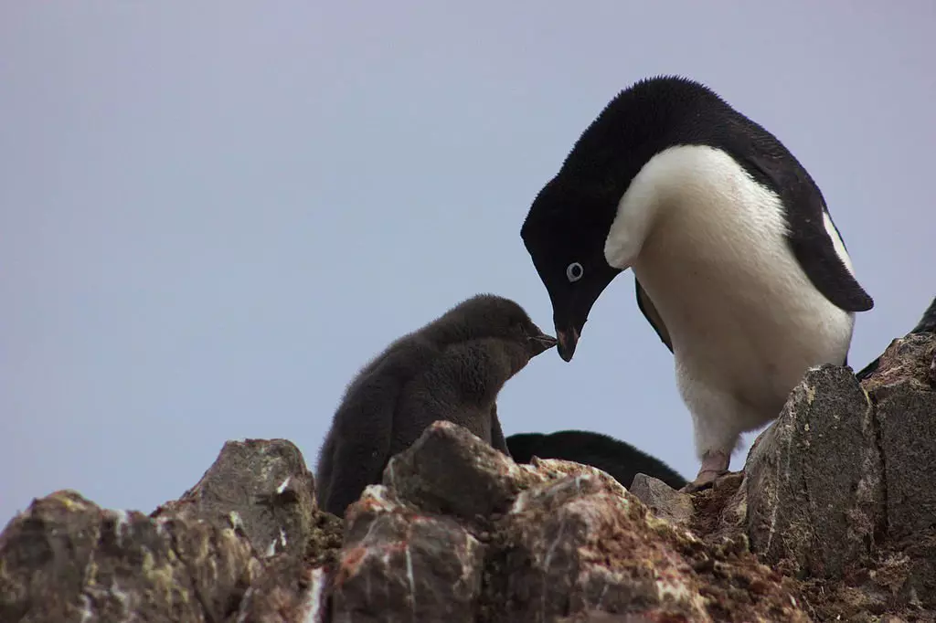 在南极洲，成千上万的企鹅阿德利小鸡死了