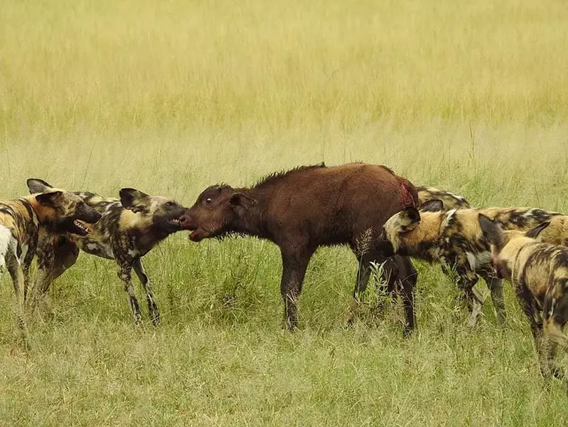 Like wild dogs hunt buffaloes: video