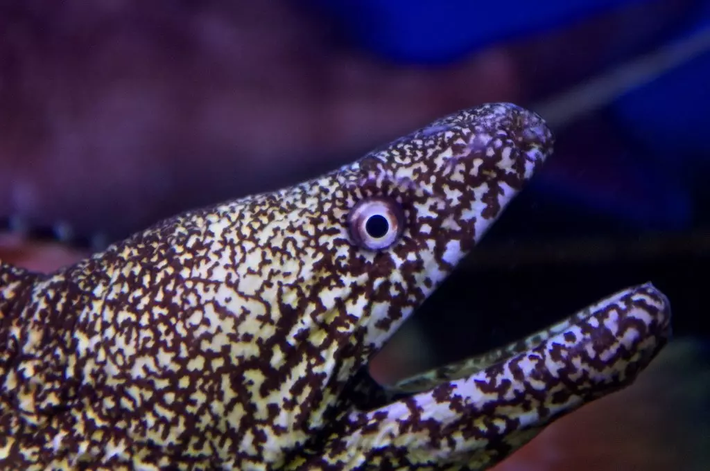 Moorena Attack On Octopus: Video