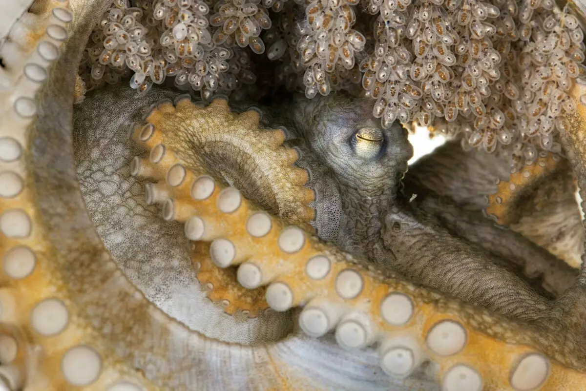 Hobotnica - ocean genij