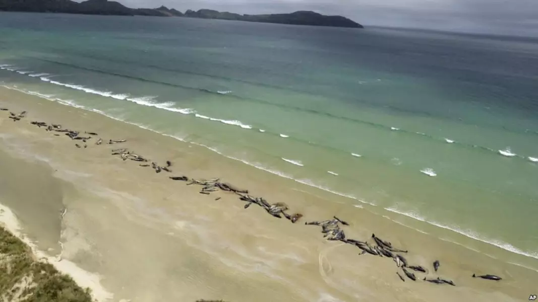 قفز 145 طحن الدلافين الى الشاطئ في نيوزيلندا