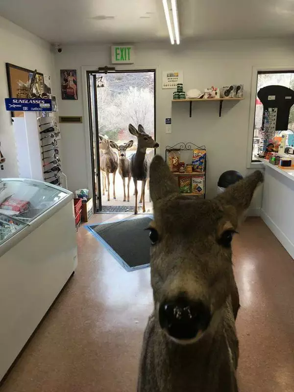 Deer come to the store for sweets: photo
