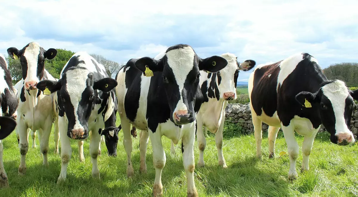 Крави наводнени професор милионер в южната част на Англия