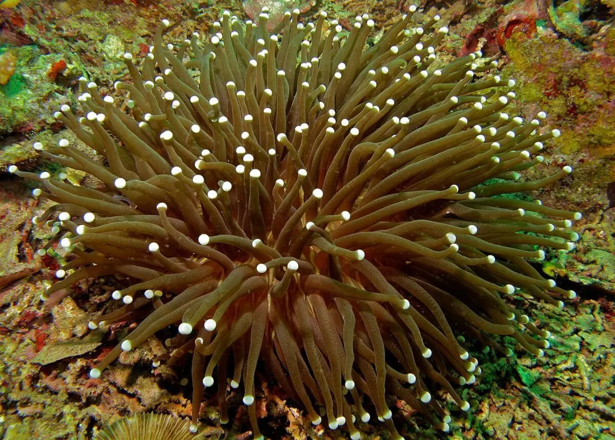 Hoe korale is verkleur: Video