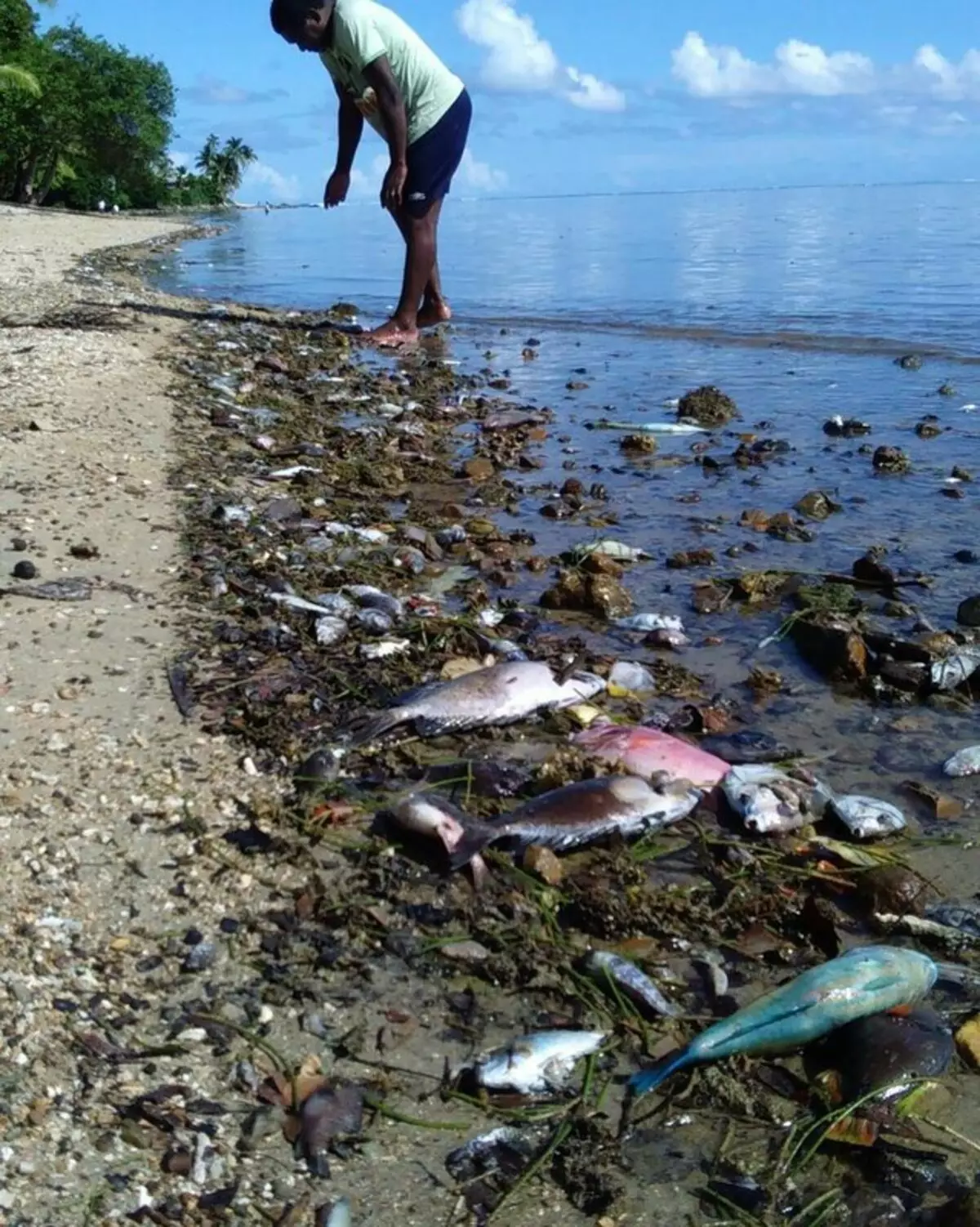Брегот на Фиџи истури мртви риби