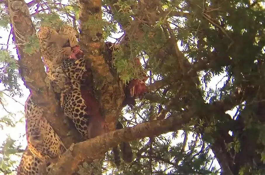 Mirovxwarî di dinyayê de ji leopards: video