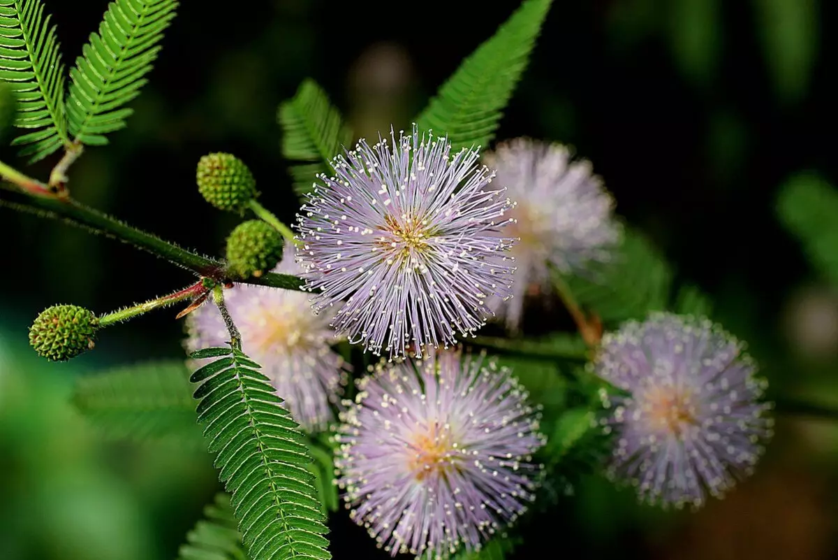 Mimosa Honto: Plantu per memoro kaj inteligenteco