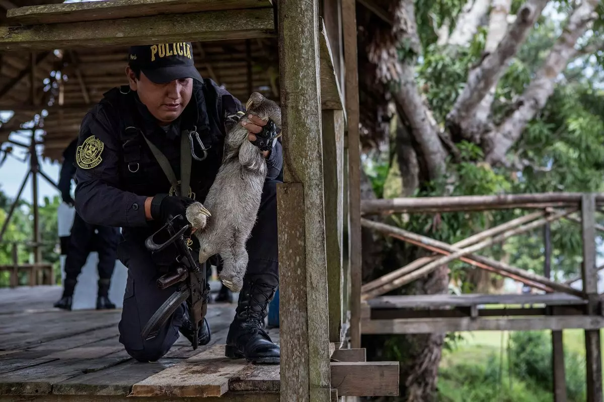 22 žvėrys išgelbėjo nuo nelaisvės iki Peru