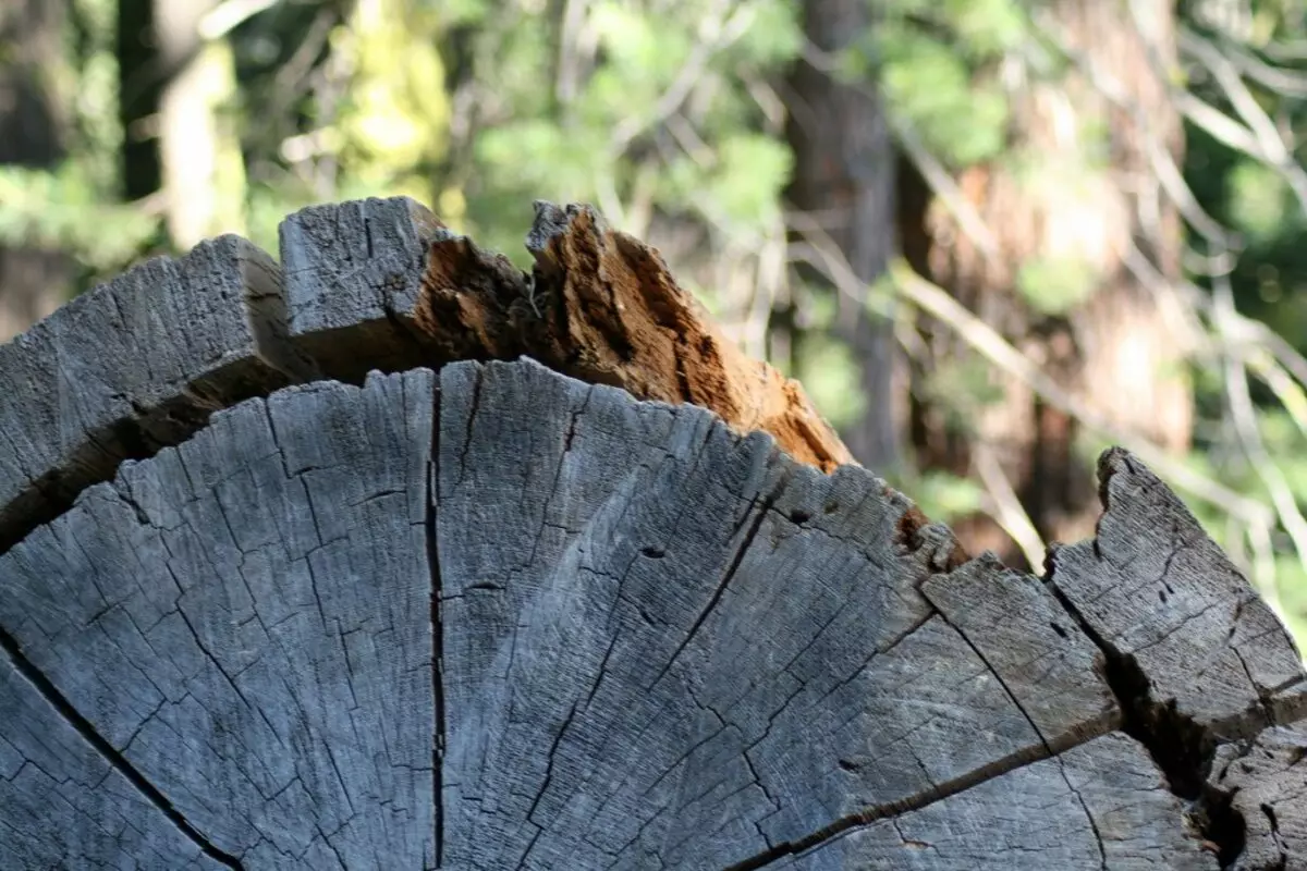 Sequoia da Califórnia morrendo