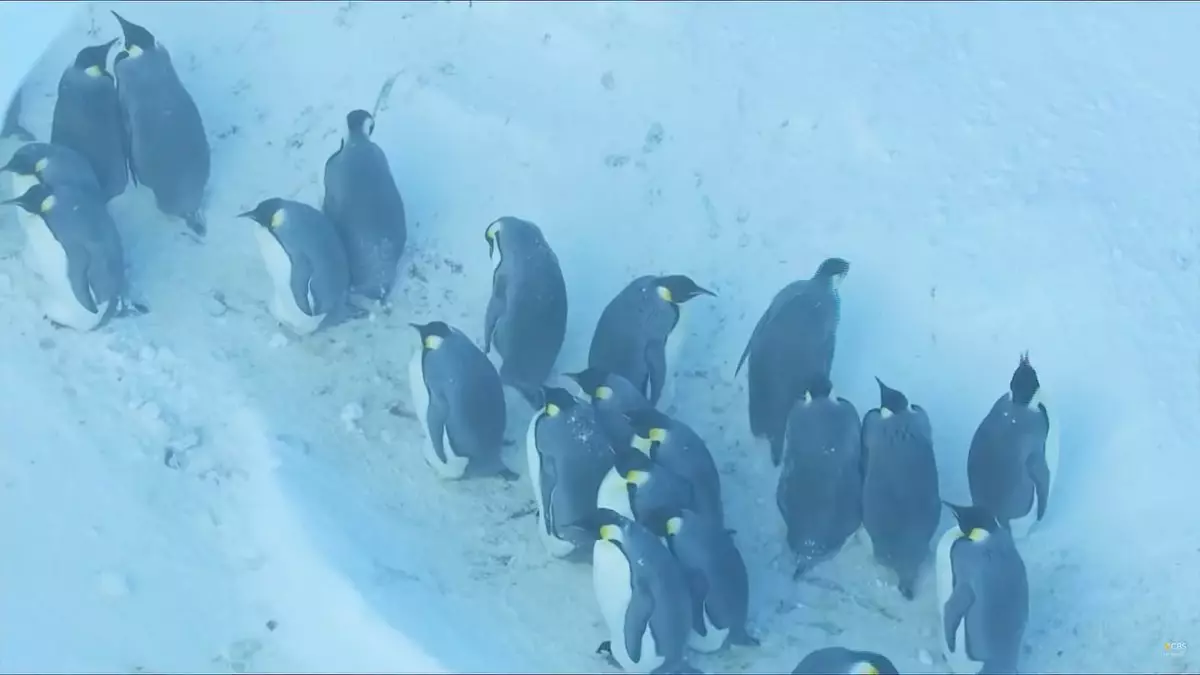 BBC Film Crew a sauvé des pingouins et leurs poussins: la vidéo