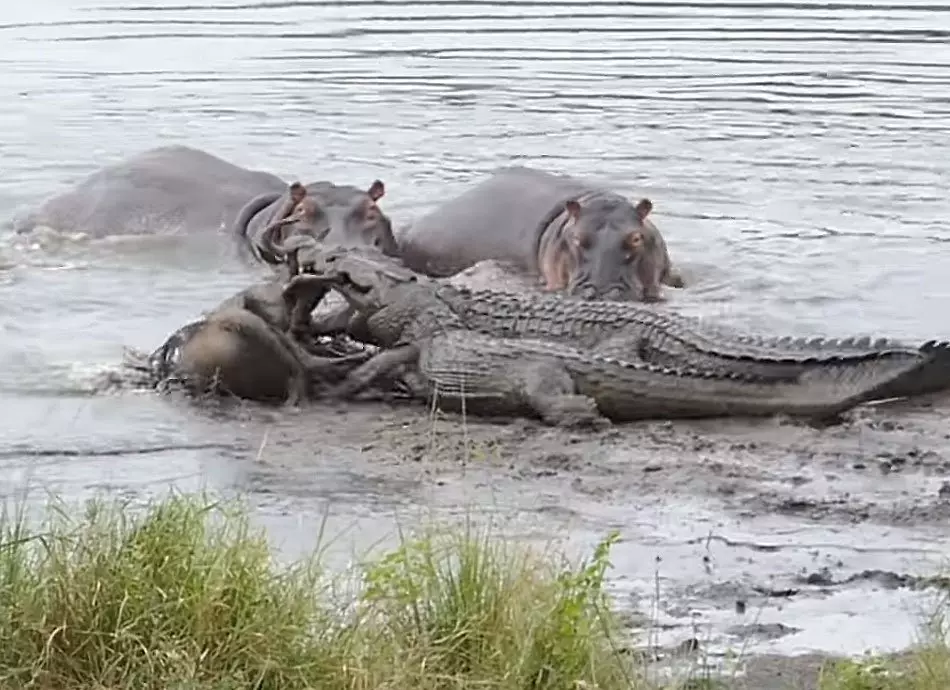 Hippo mengalahkan antelop gnu dalam dua buaya