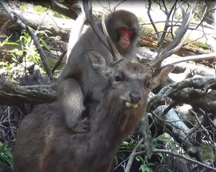 Japanski makaki naći neočekivane seksualnih partnera