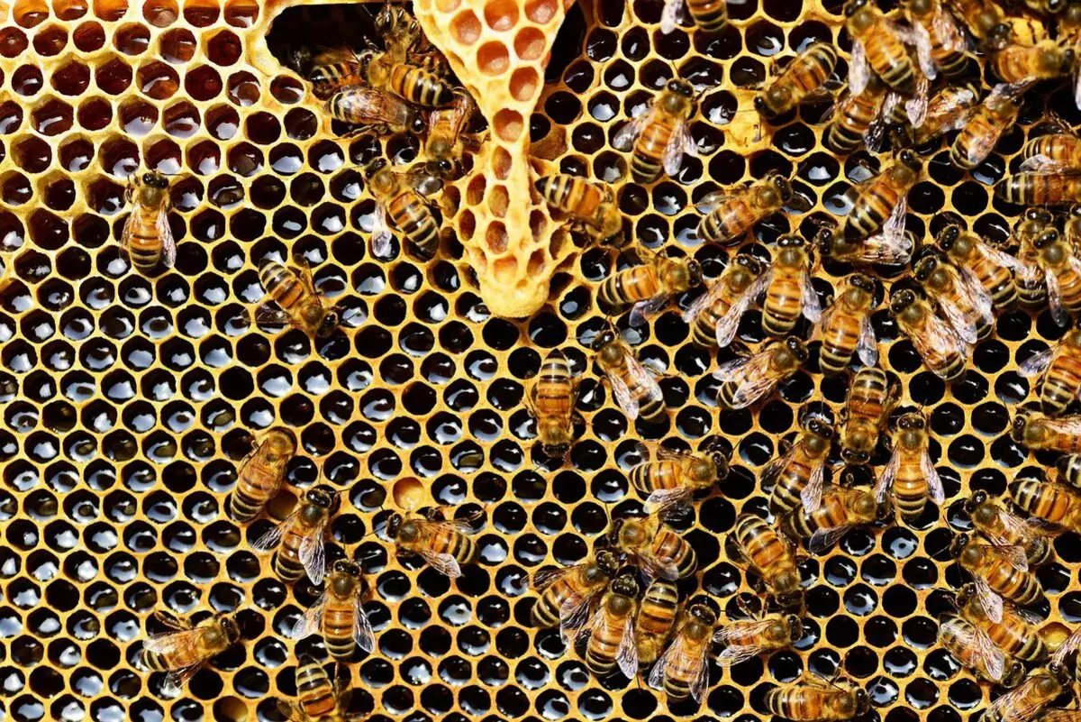為蜜蜂創造了第一個疫苗疫苗