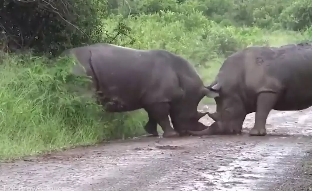 "Dajem način za mene": kako nosoroga saznati odnosa