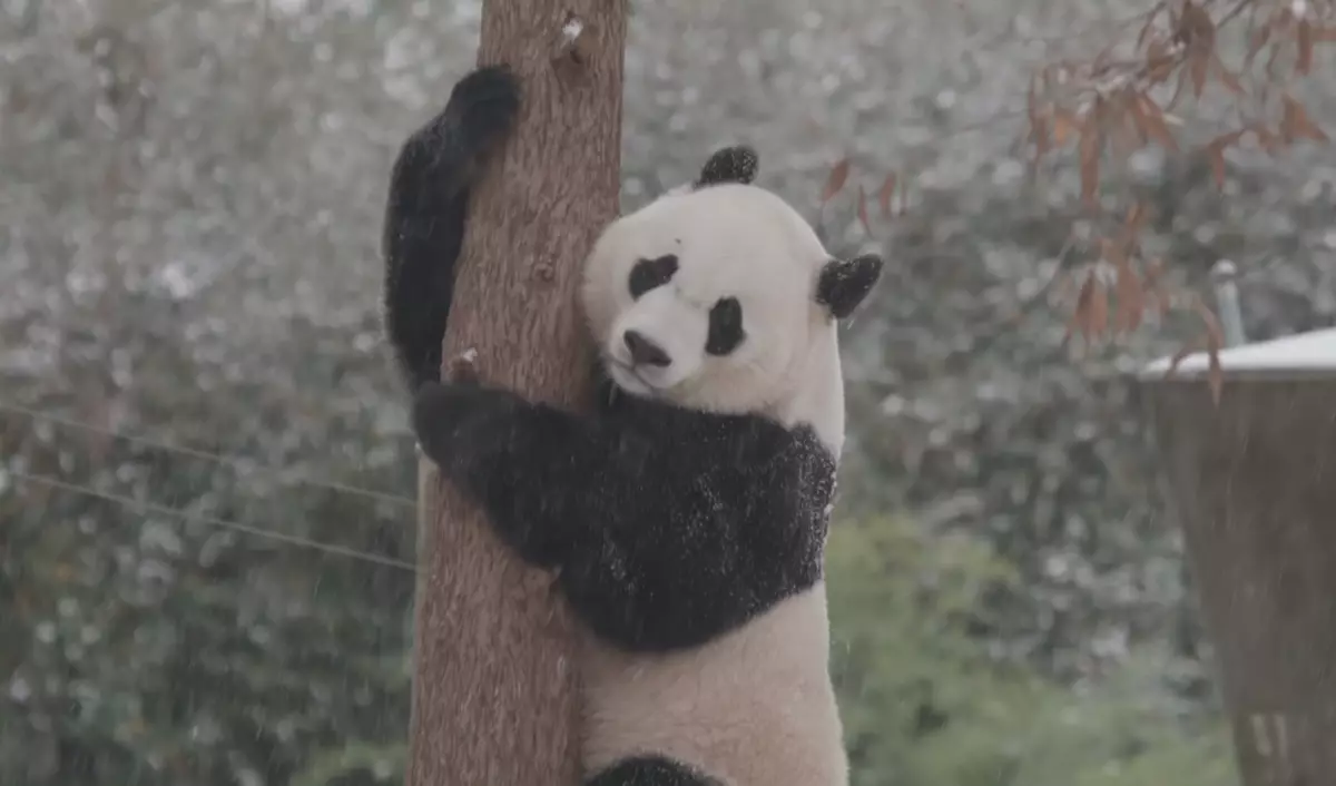 Panda enjoys the first snow: video